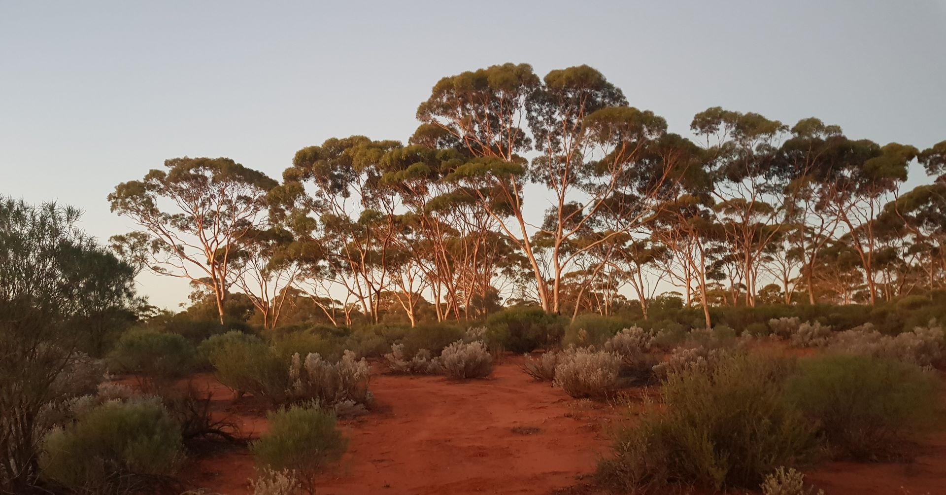 Robin Chapple’s June Update | Greens WA