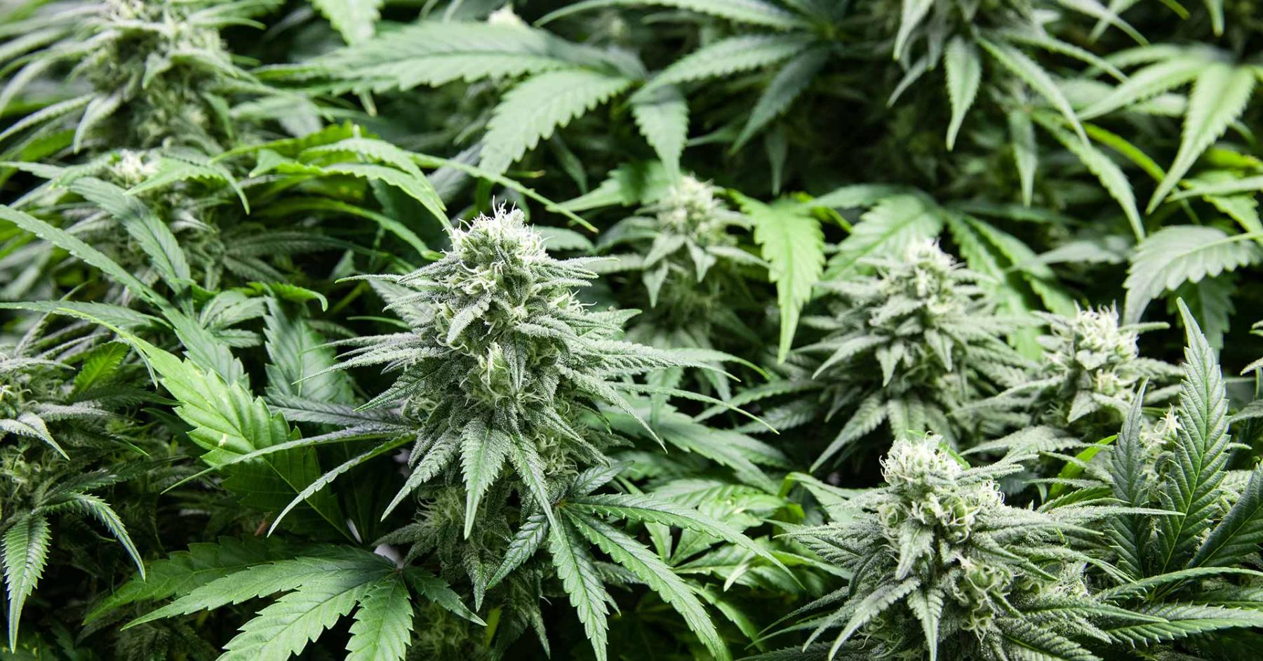 Legalise Cannabis and End the War on Drugs | Greens NSW