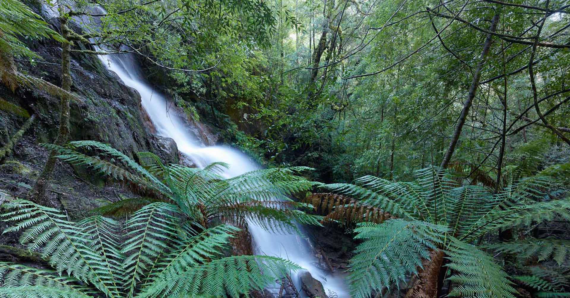 Environmental Principles | Australian Greens