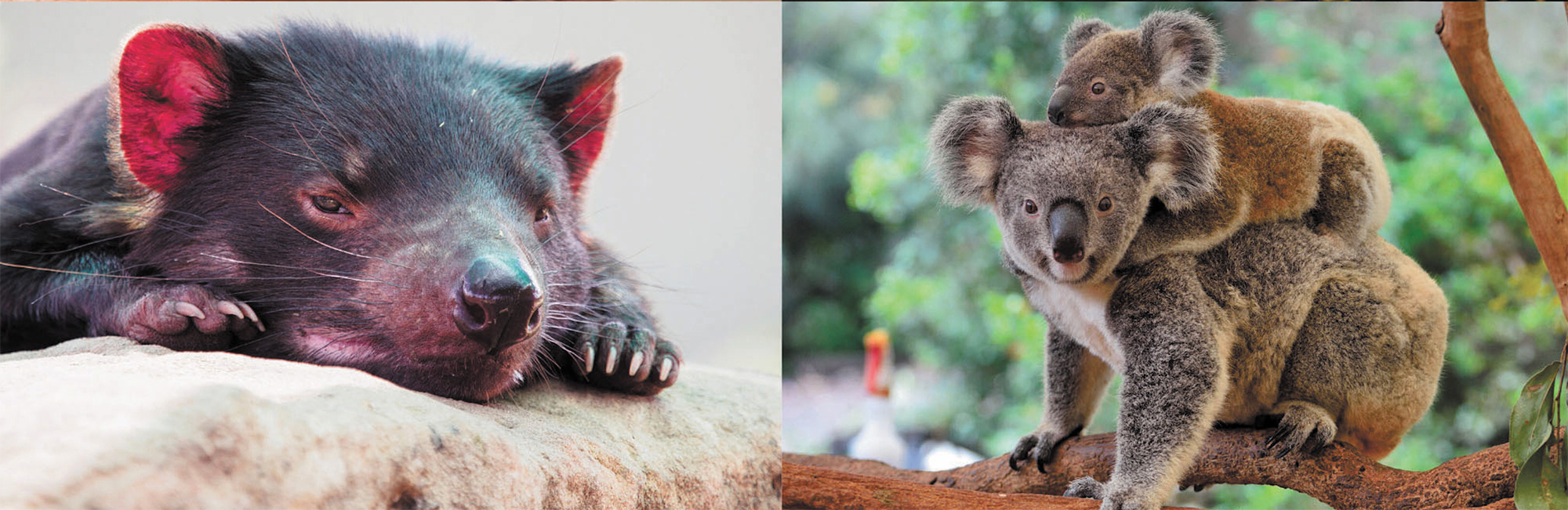 Stop the Extinction Crisis | Australian Greens