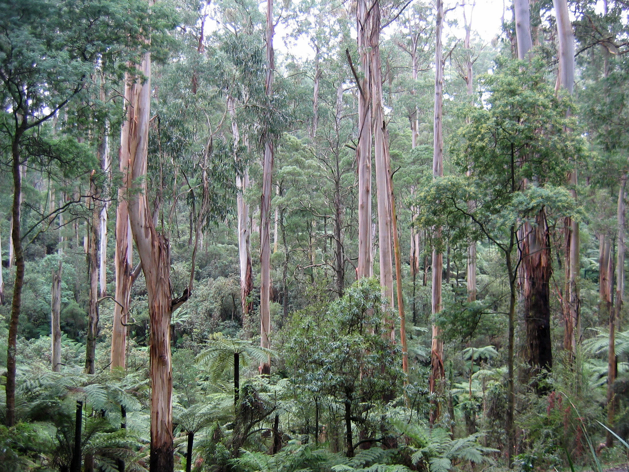 Native Forests and Sustainable Farmed Timber | Greens NSW